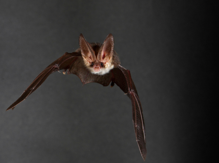 Mon bestiaire fantastique